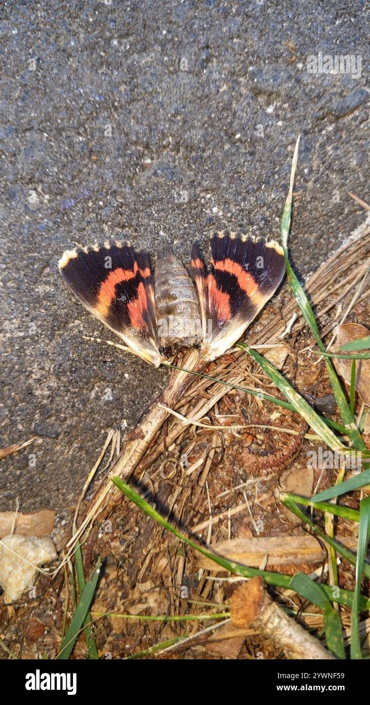 Ilia and Umber Underwings (Catocala ilia-complex Stock Photo - Alamy