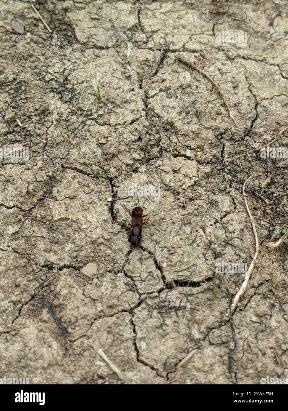 Cinnamon Rove Beetle (Platydracus cinnamopterus Stock Photo - Alamy