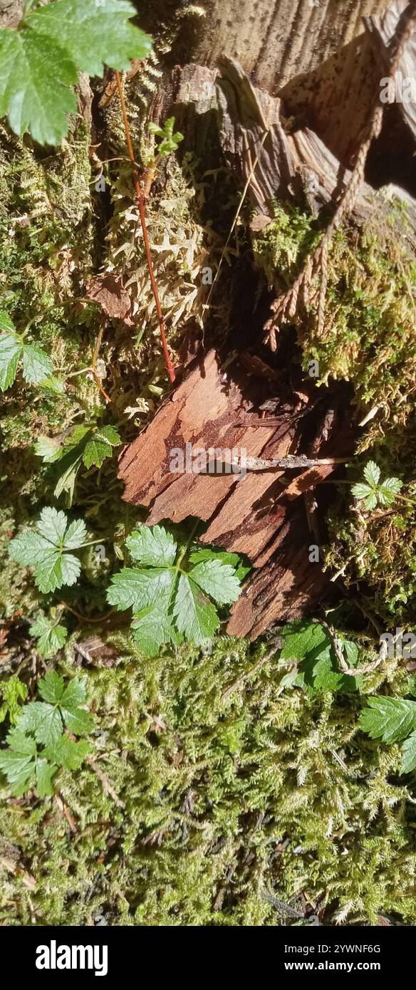 Five-leaf Dwarf Bramble (Rubus pedatus Stock Photo - Alamy