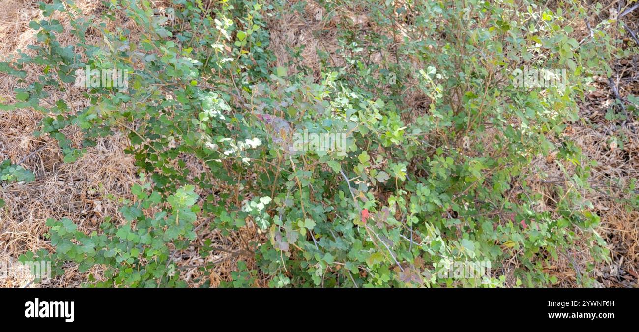 Skunkbush Sumac (Rhus trilobata Stock Photo - Alamy