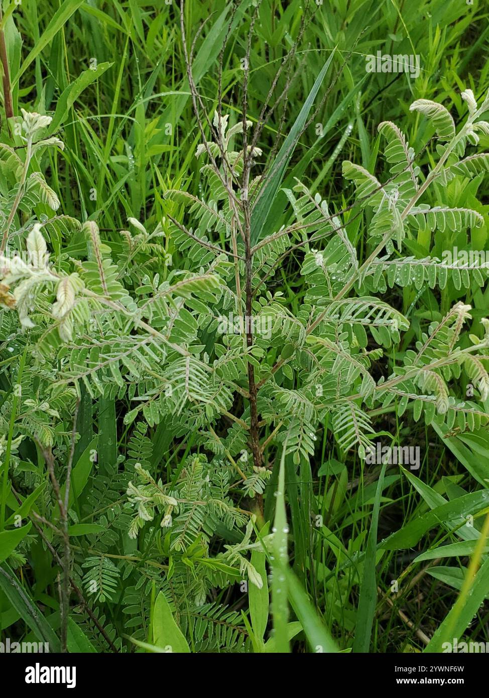 leadplant (Amorpha canescens Stock Photo - Alamy
