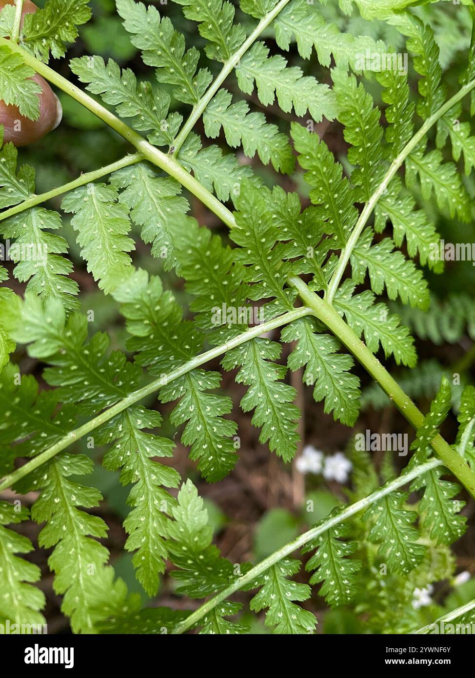 lady fern (Athyrium filix-femina Stock Photo - Alamy