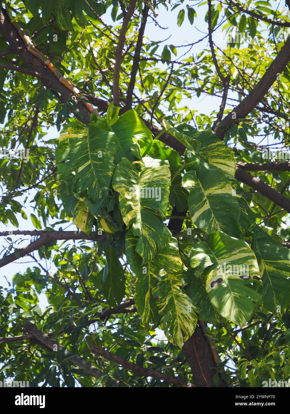 Golden Pothos (Epipremnum aureum Stock Photo - Alamy