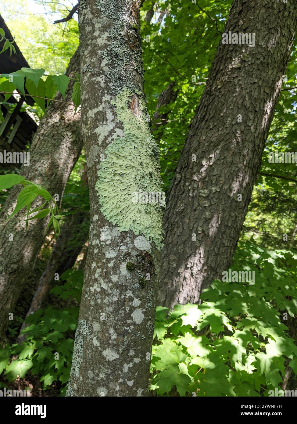common greenshield lichen (Flavoparmelia caperata Stock Photo - Alamy