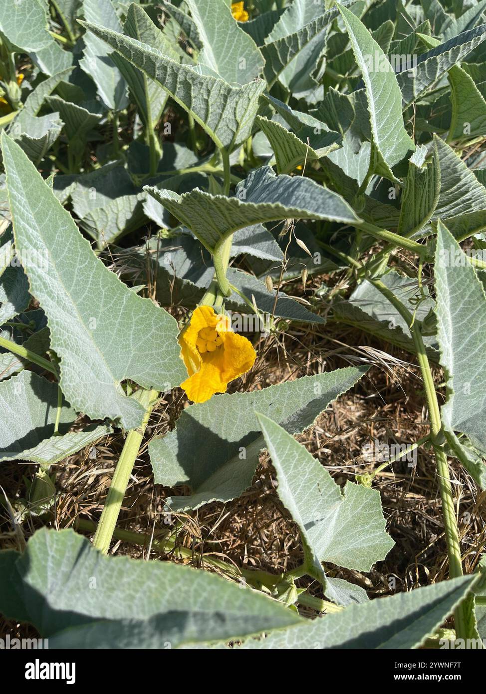 Buffalo Gourd (Cucurbita foetidissima Stock Photo - Alamy