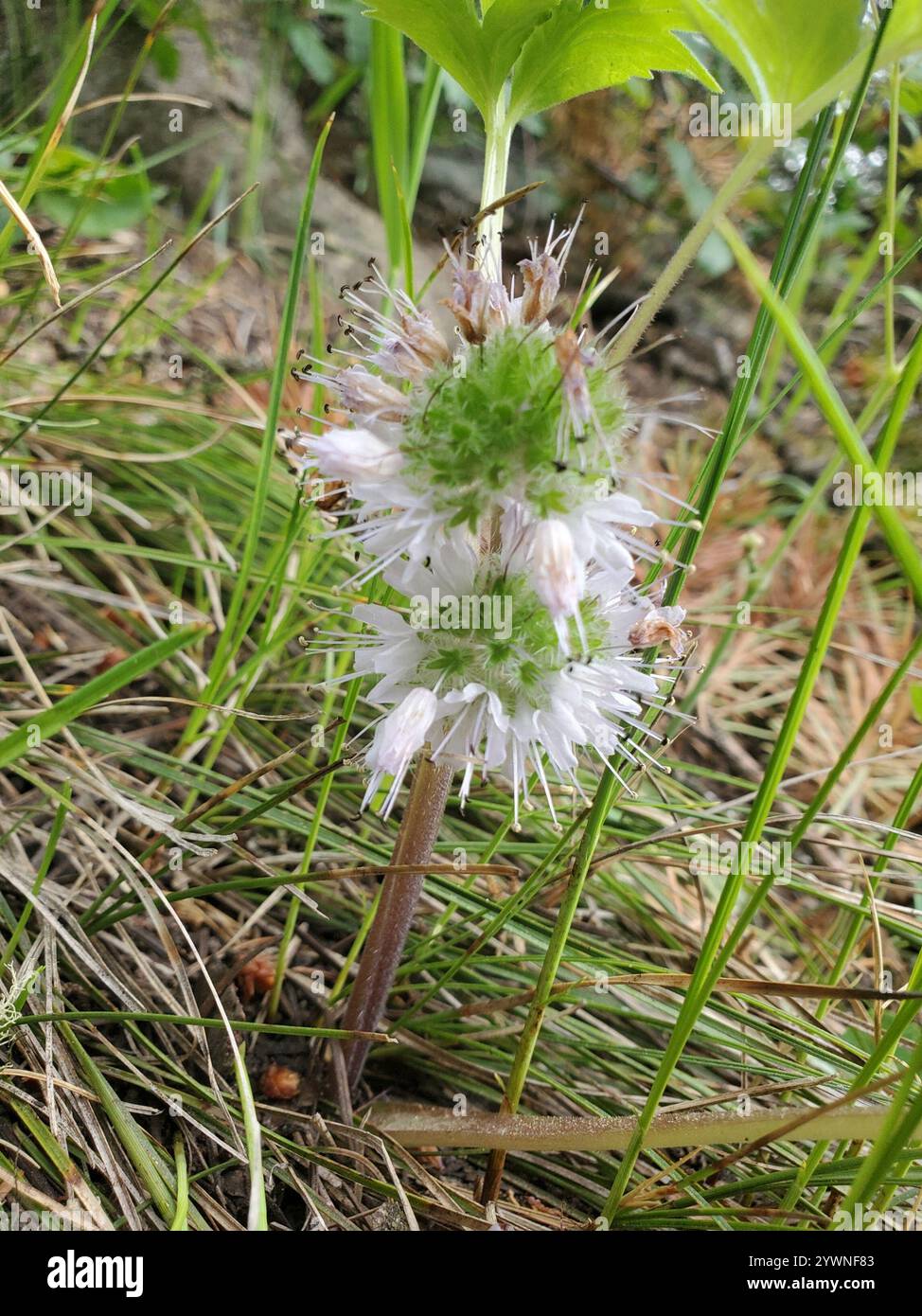 ballhead waterleaf (Hydrophyllum capitatum Stock Photo - Alamy