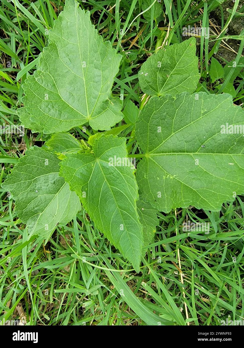Saltmarsh mallow (Kosteletzkya pentacarpos Stock Photo - Alamy