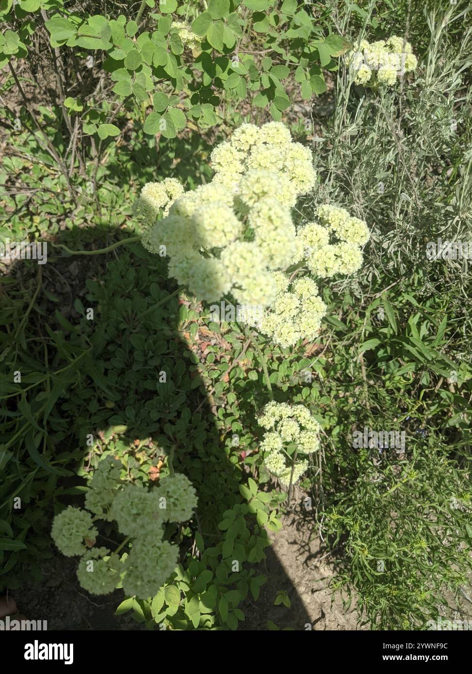 subalpine sulphur flower buckwheat (Eriogonum umbellatum majus Stock ...