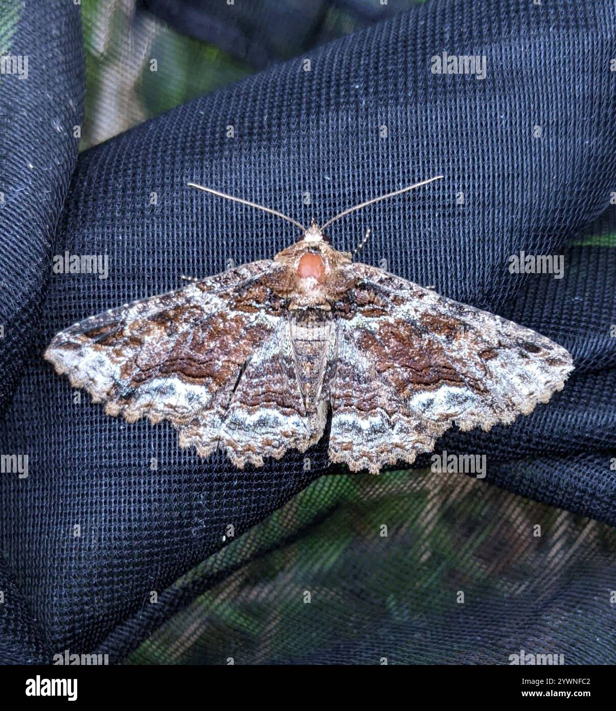 Colorful Zale Moth (Zale minerea Stock Photo - Alamy