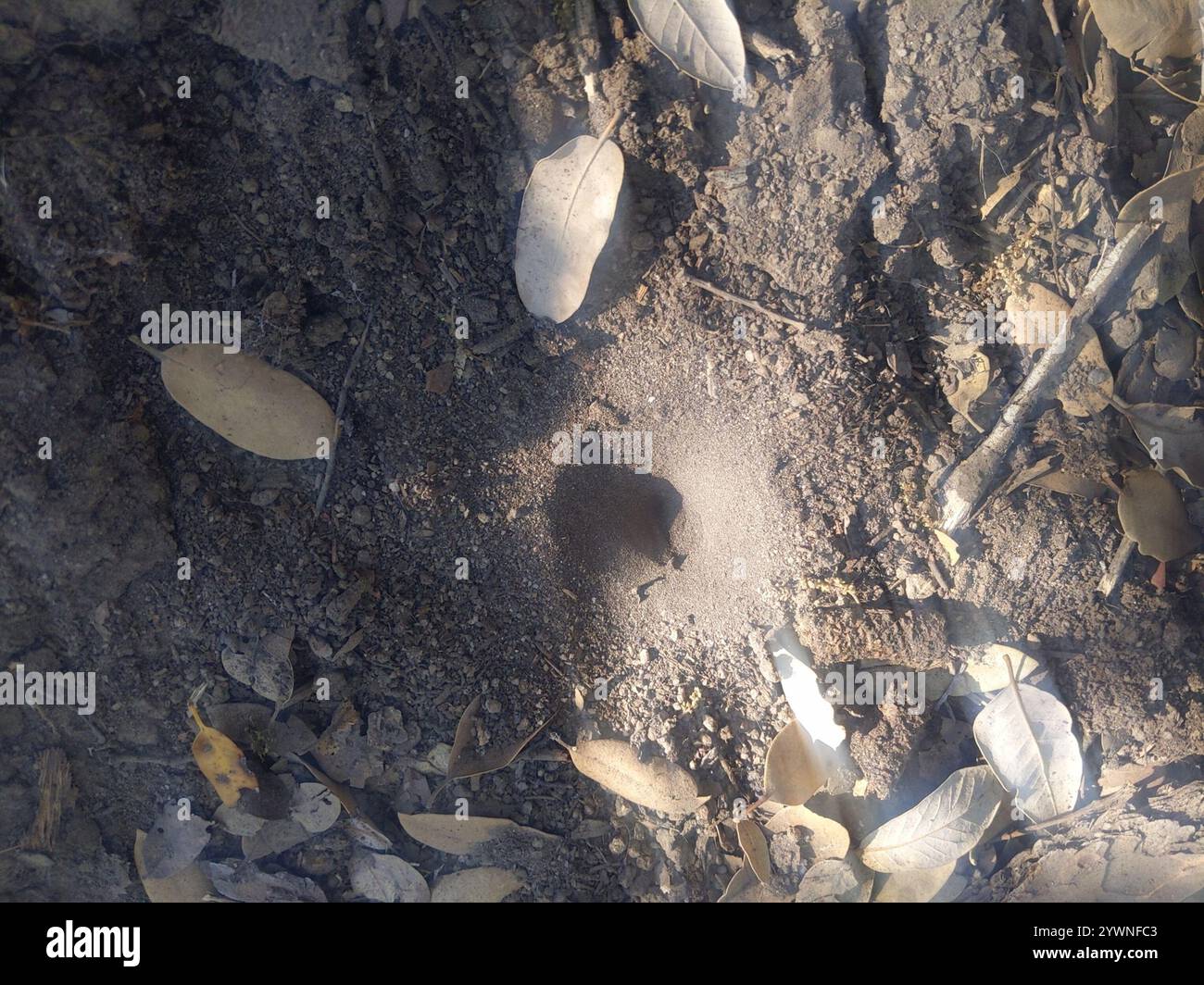 Vermileonidae hi-res stock photography and images - Alamy