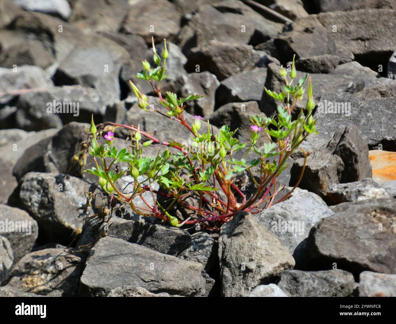 Little robin geranium purpureum hi-res stock photography and images - Alamy