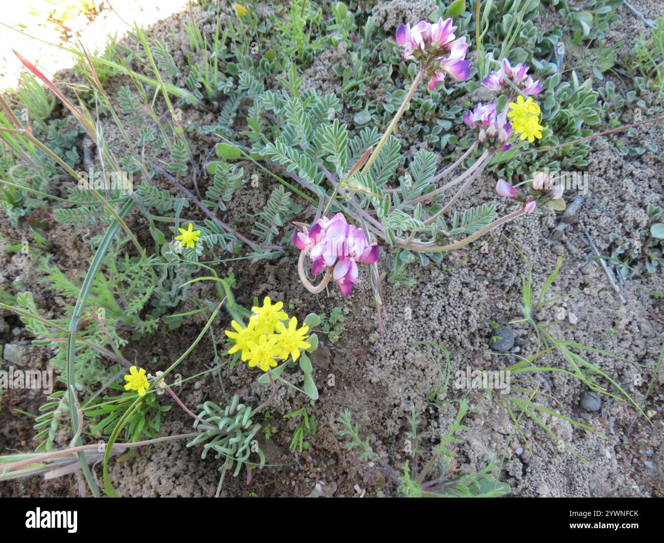 Kloekie Bubblepod (Lessertia diffusa Stock Photo - Alamy