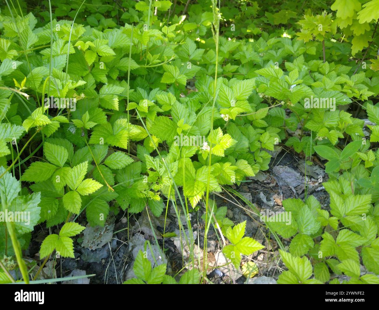 Stone Bramble (Rubus saxatilis Stock Photo - Alamy