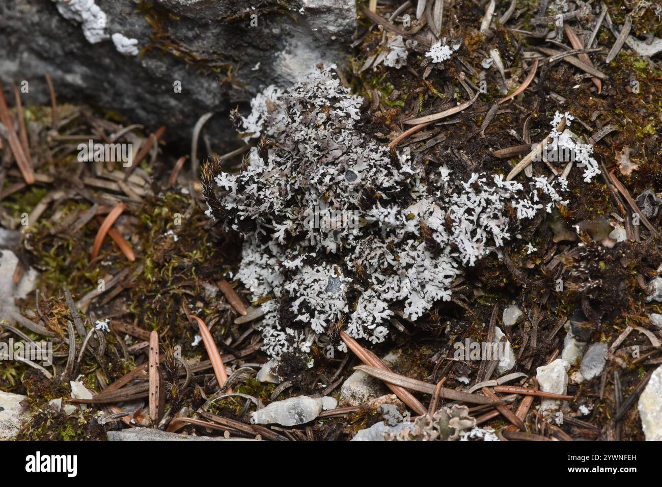 rosette lichens, frost lichens, and allies (Physciaceae Stock Photo - Alamy