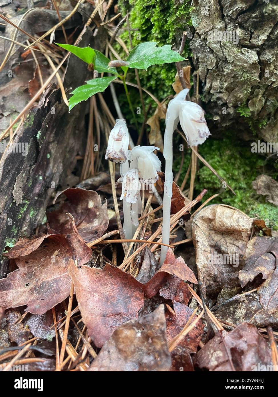 Ghost Pipe (Monotropa uniflora Stock Photo - Alamy