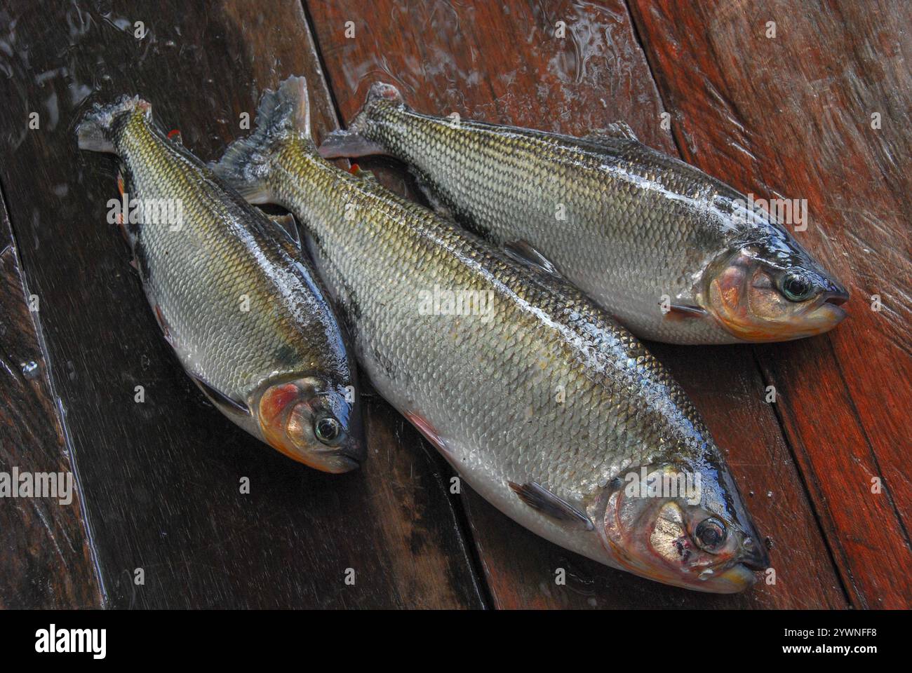 Brycon amazonicus hi-res stock photography and images - Alamy