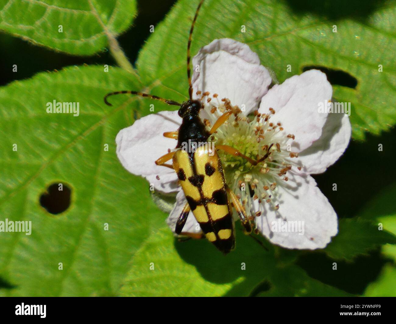 Spotted Longhorn Beetle (Rutpela maculata Stock Photo - Alamy