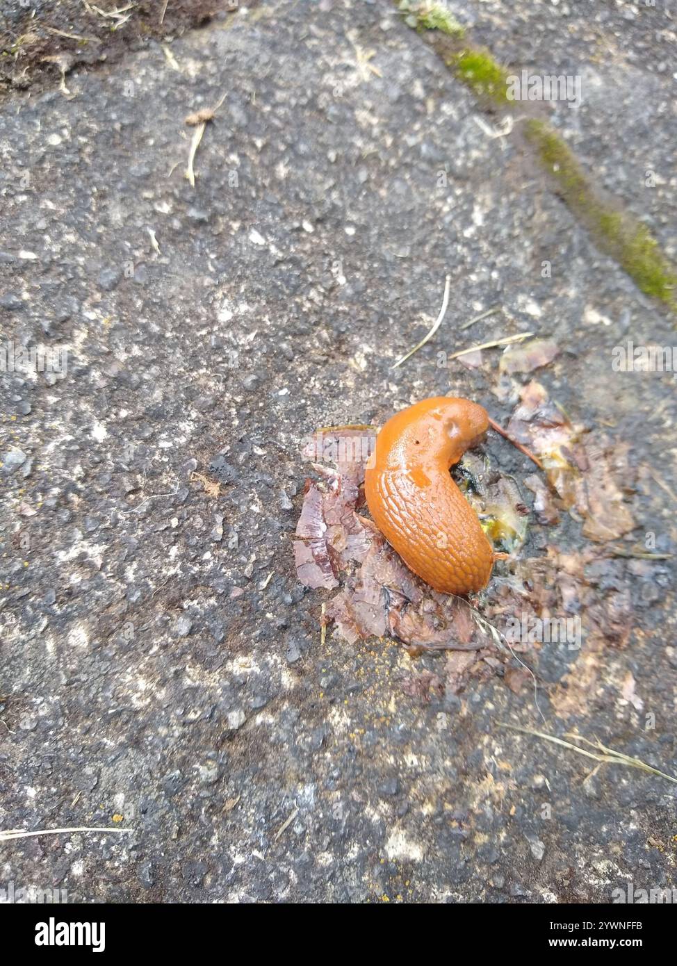 Arion Slugs (Arion Stock Photo - Alamy