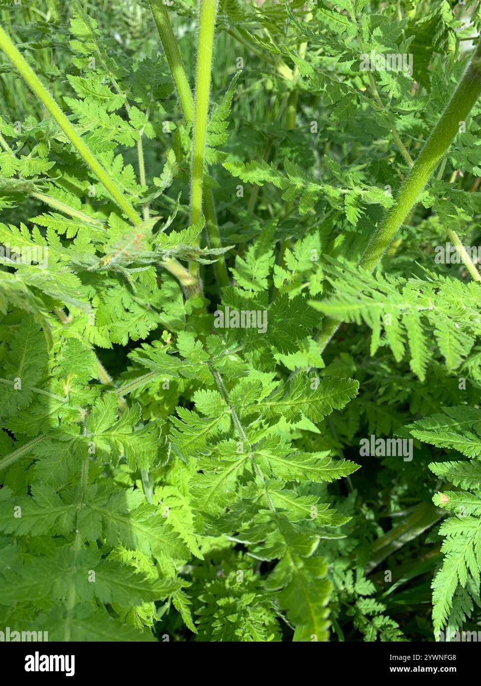 sweet cicely (Myrrhis odorata Stock Photo - Alamy