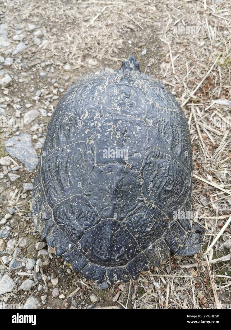 Yellow-bellied Slider (Trachemys scripta scripta Stock Photo - Alamy