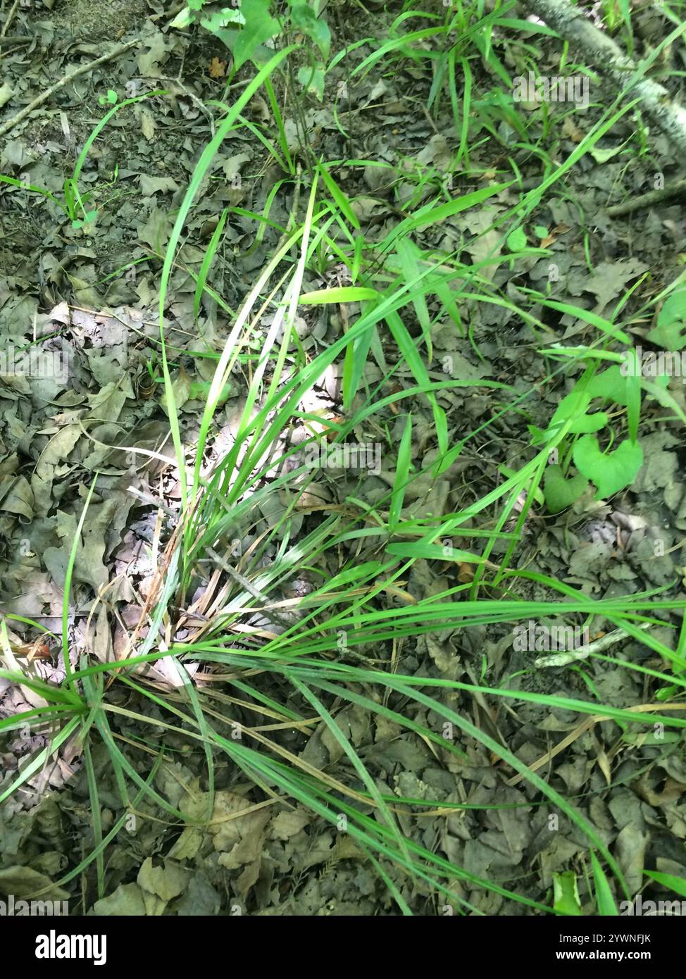 bladder sedge (Carex intumescens Stock Photo - Alamy