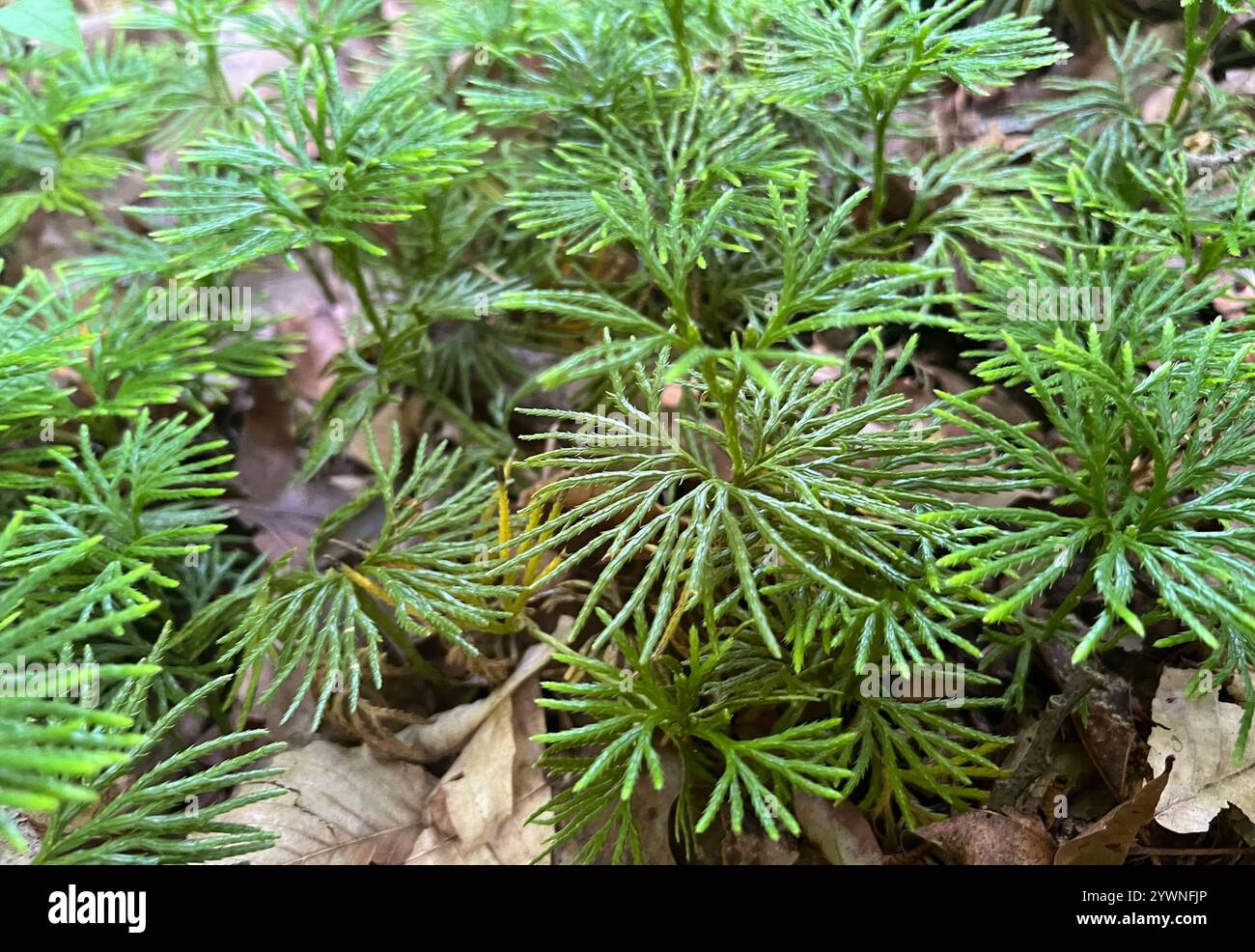 fan clubmoss (Diphasiastrum digitatum Stock Photo - Alamy