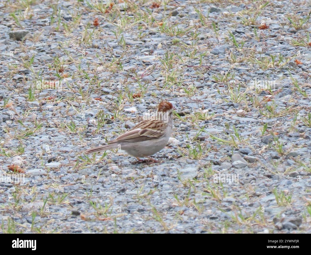 Chipping Sparrow (Spizella passerina Stock Photo - Alamy