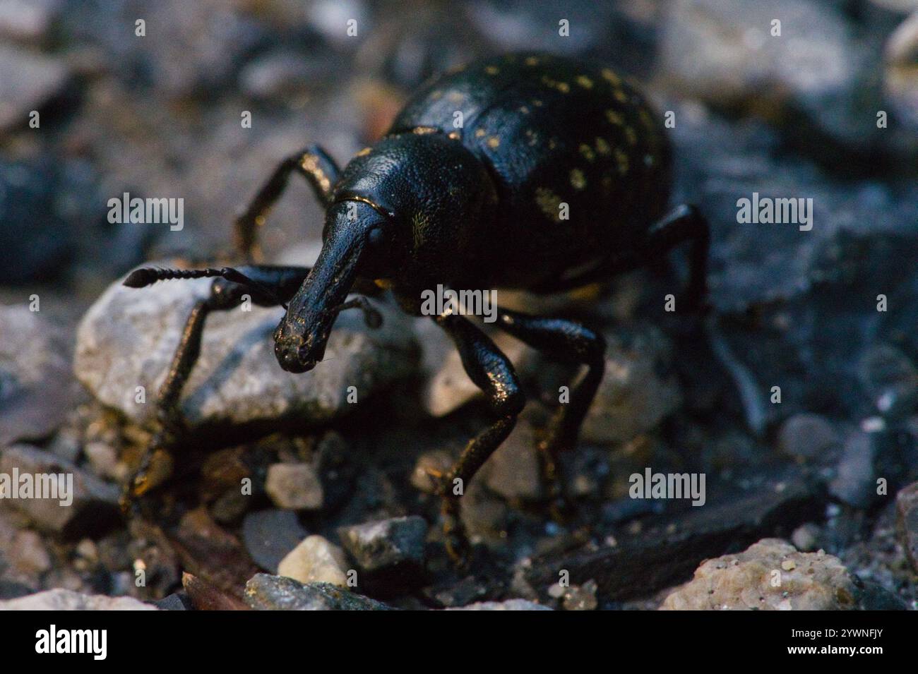 Butterbur Weevil (Liparus glabrirostris Stock Photo - Alamy