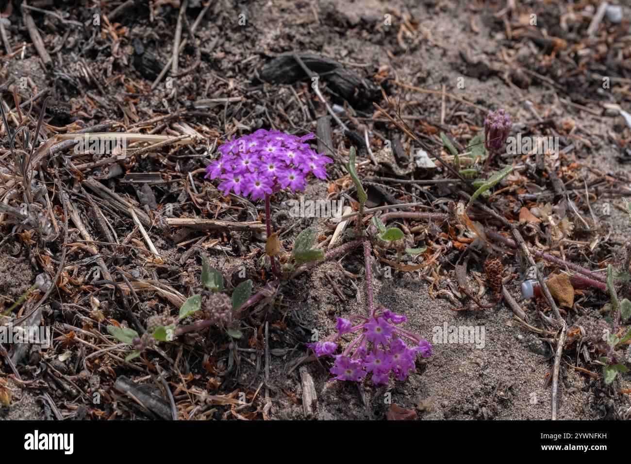 Pink Sand Verbena (Abronia umbellata Stock Photo - Alamy