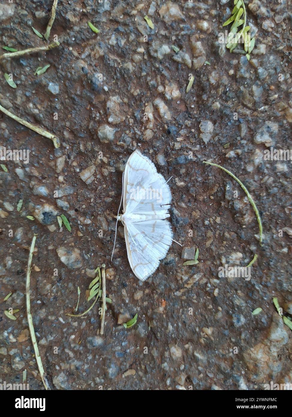 Pearl Moths (Spilomelinae Stock Photo - Alamy