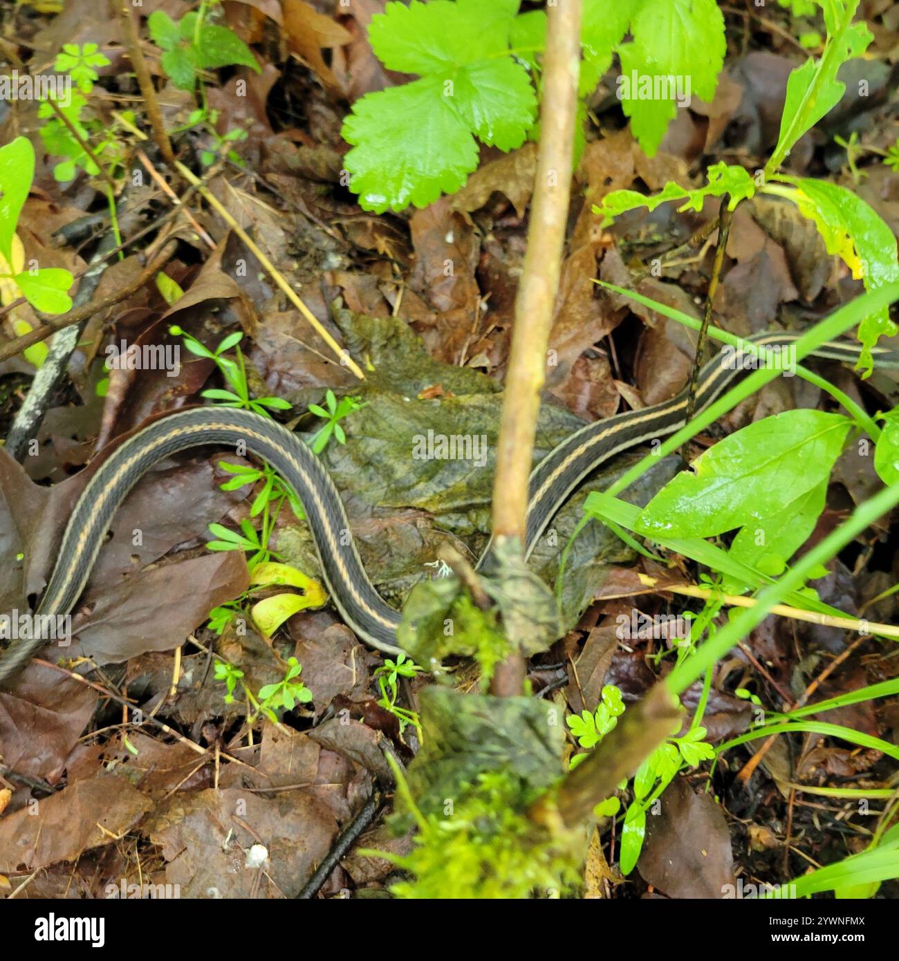 Northwestern Garter Snake (Thamnophis ordinoides Stock Photo - Alamy