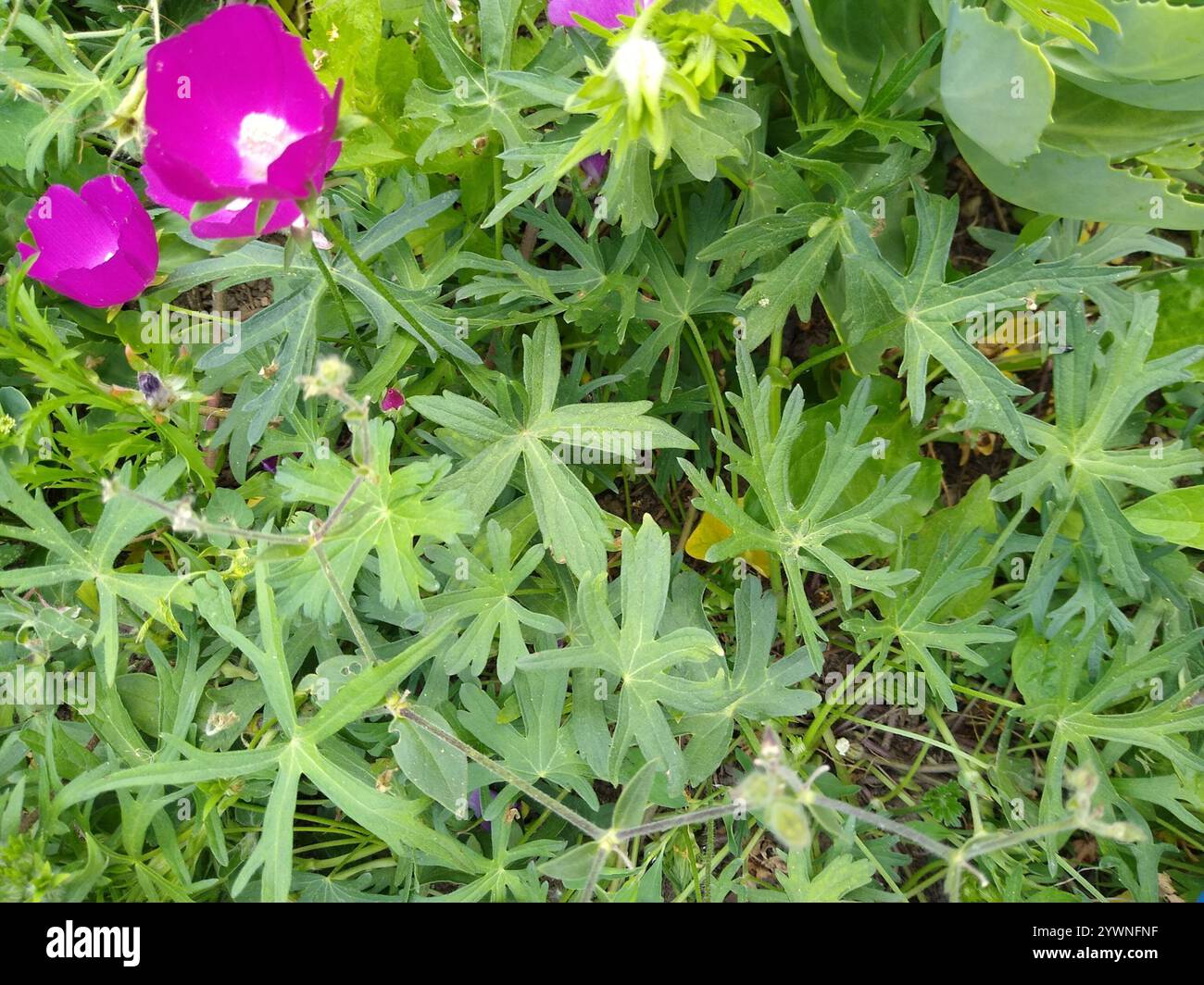 winecup mallow (Callirhoe involucrata Stock Photo - Alamy