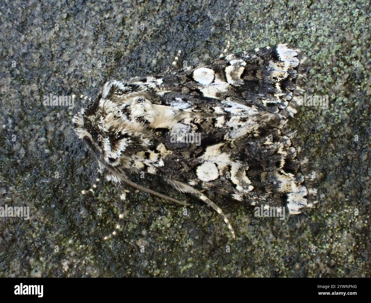 Marbled Coronet (Hadena confusa Stock Photo - Alamy