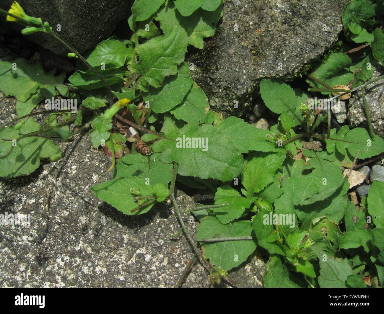 Oriental false hawksbeard (Youngia japonica Stock Photo - Alamy