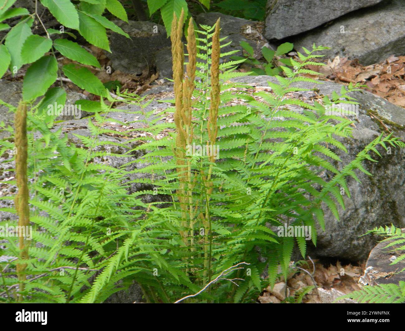 cinnamon fern (Osmundastrum cinnamomeum Stock Photo - Alamy