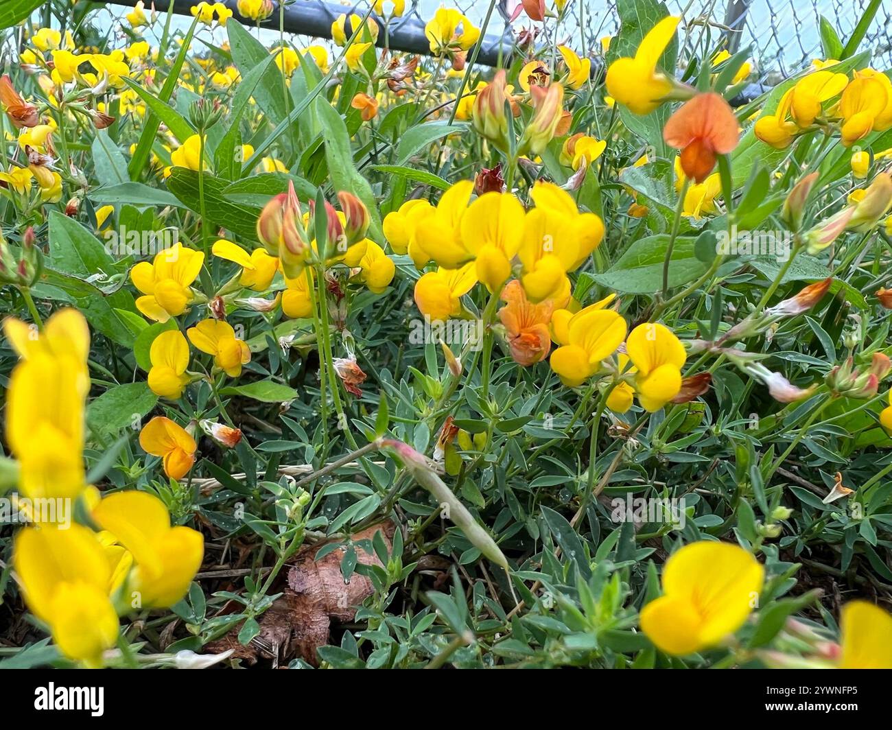 narrow-leaf bird's-foot trefoil (Lotus tenuis Stock Photo - Alamy