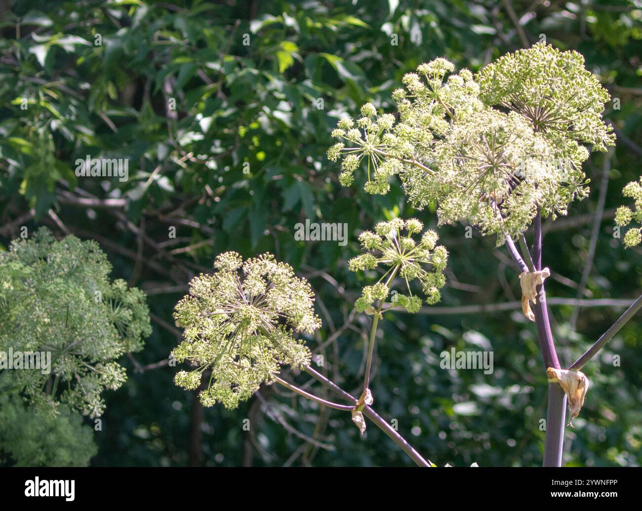 purple-stemmed angelica (Angelica atropurpurea Stock Photo - Alamy