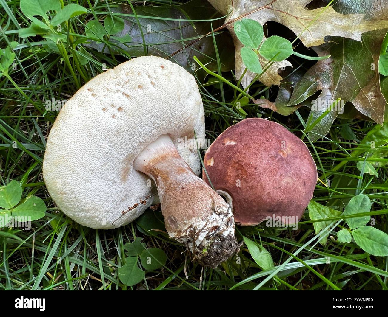 Beveled-cap Bolete (Tylopilus badiceps Stock Photo - Alamy