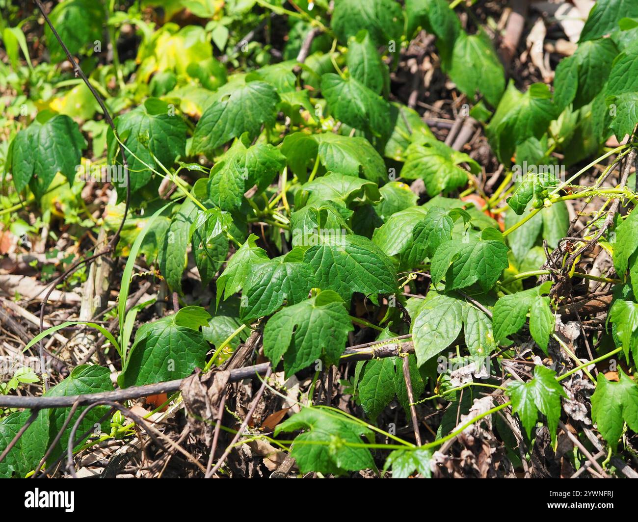 Diplocyclos palmatus hi-res stock photography and images - Alamy