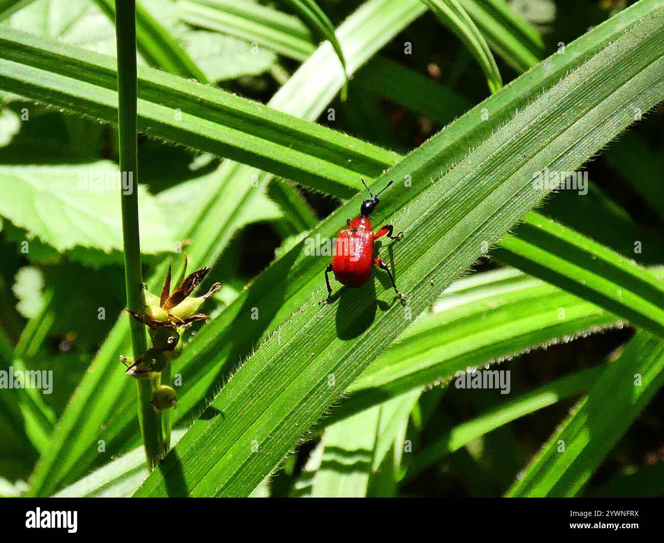 Hazel leaf-roller weevil (Apoderus coryli Stock Photo - Alamy