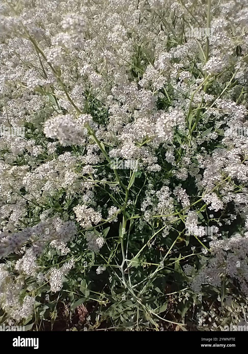 broadleaved pepperweed (Lepidium latifolium Stock Photo - Alamy