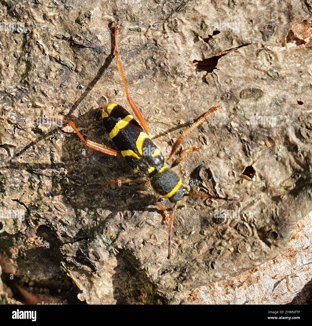 Wasp Beetle (Clytus arietis Stock Photo - Alamy