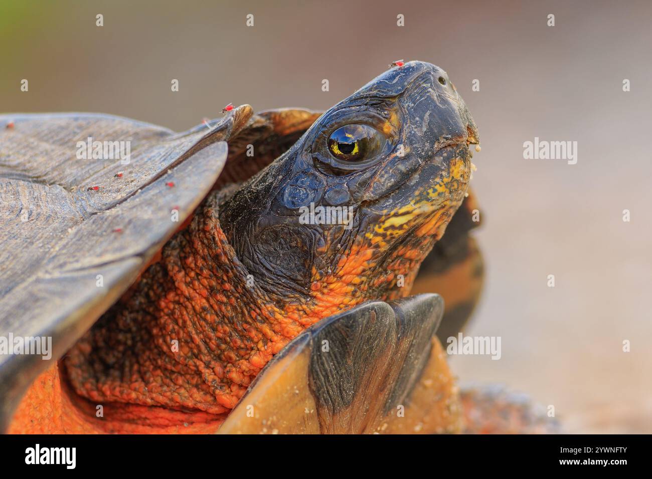 Wood turtle hi-res stock photography and images - Alamy