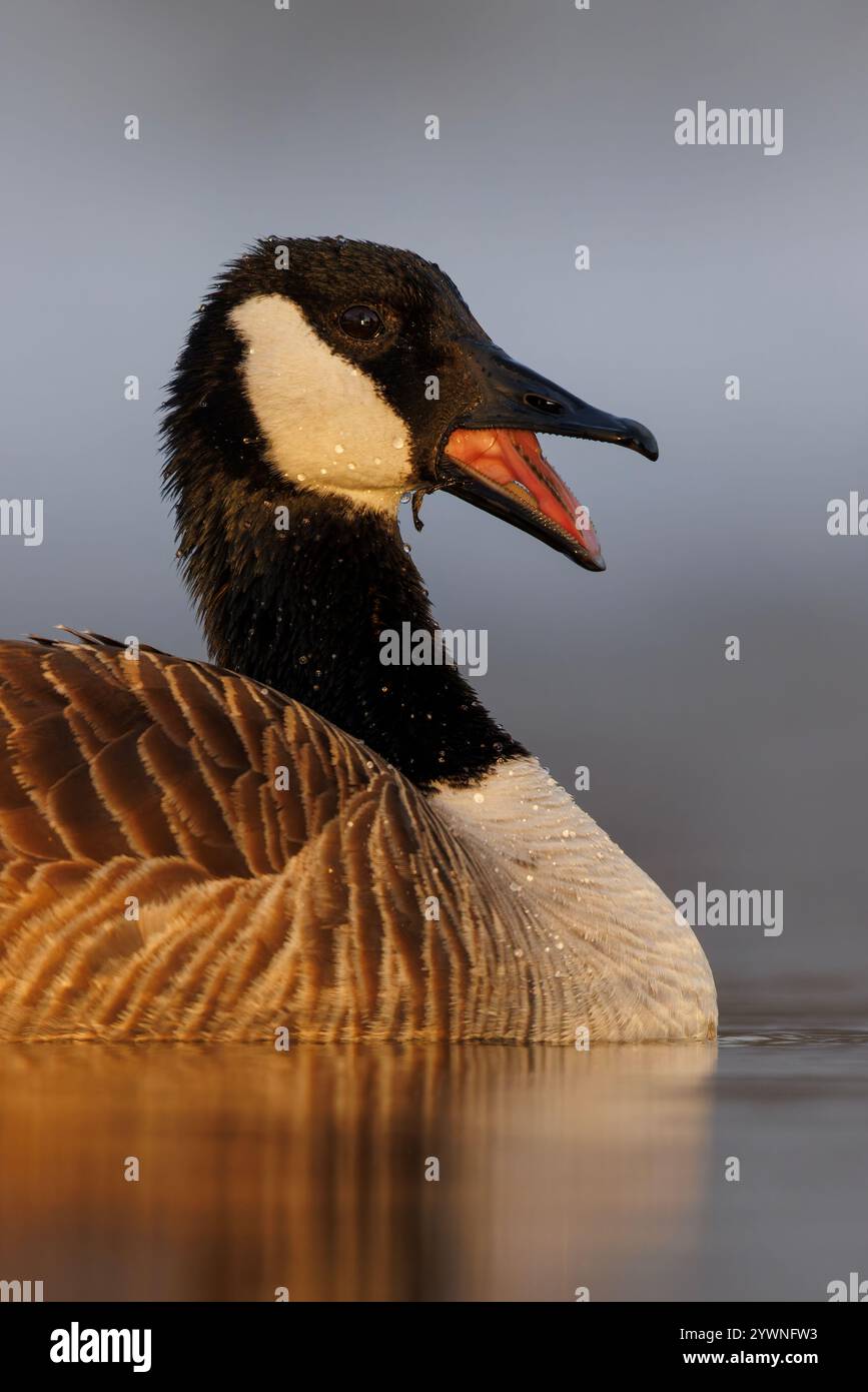 Portrait goose hi-res stock photography and images - Alamy