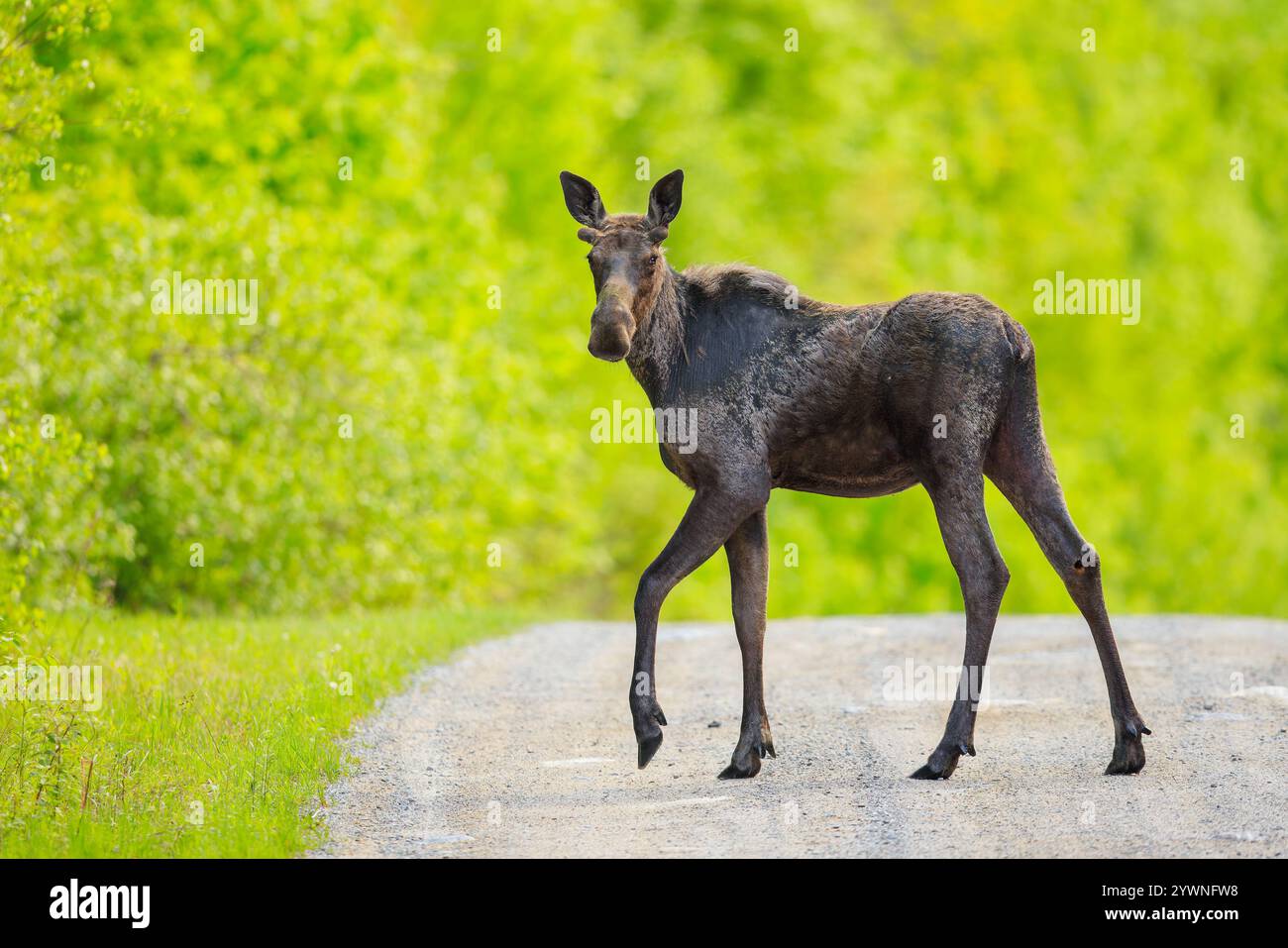 A small bull Moose crosses a road Stock Photo - Alamy