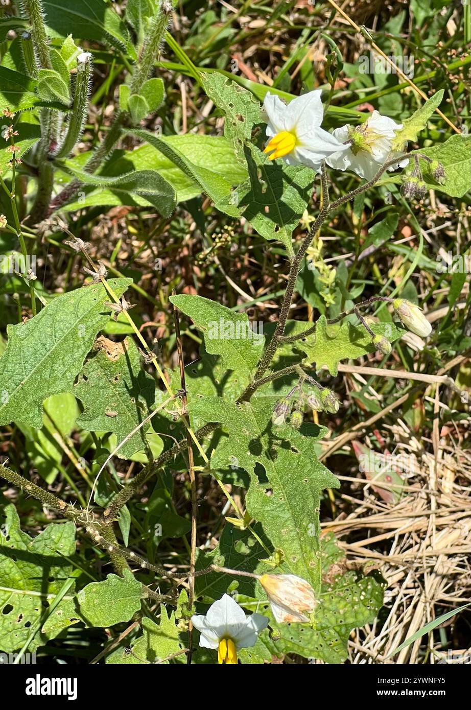 Carolina horsenettle (Solanum carolinense Stock Photo - Alamy