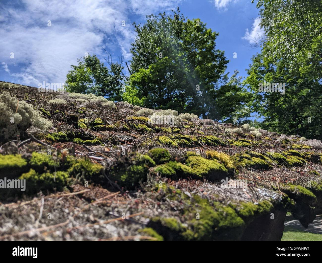Star-tipped Reindeer Lichen (Cladonia stellaris Stock Photo - Alamy