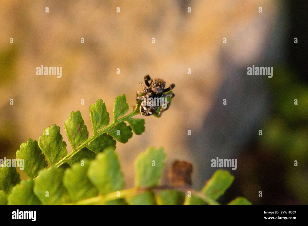 Attulus hi-res stock photography and images - Alamy