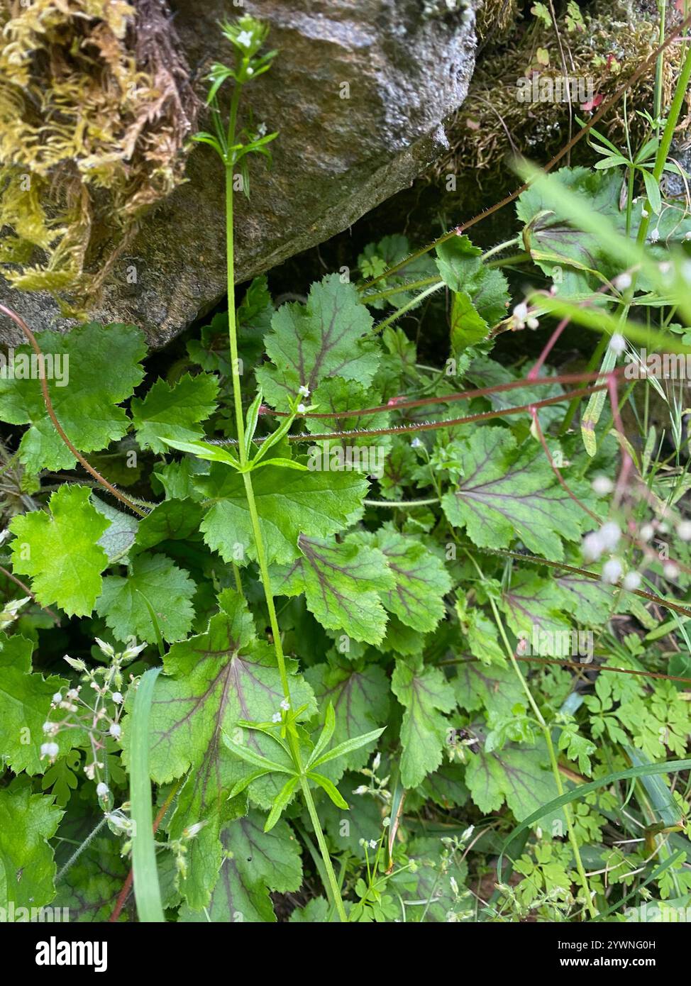 crevice alumroot (Heuchera micrantha Stock Photo - Alamy