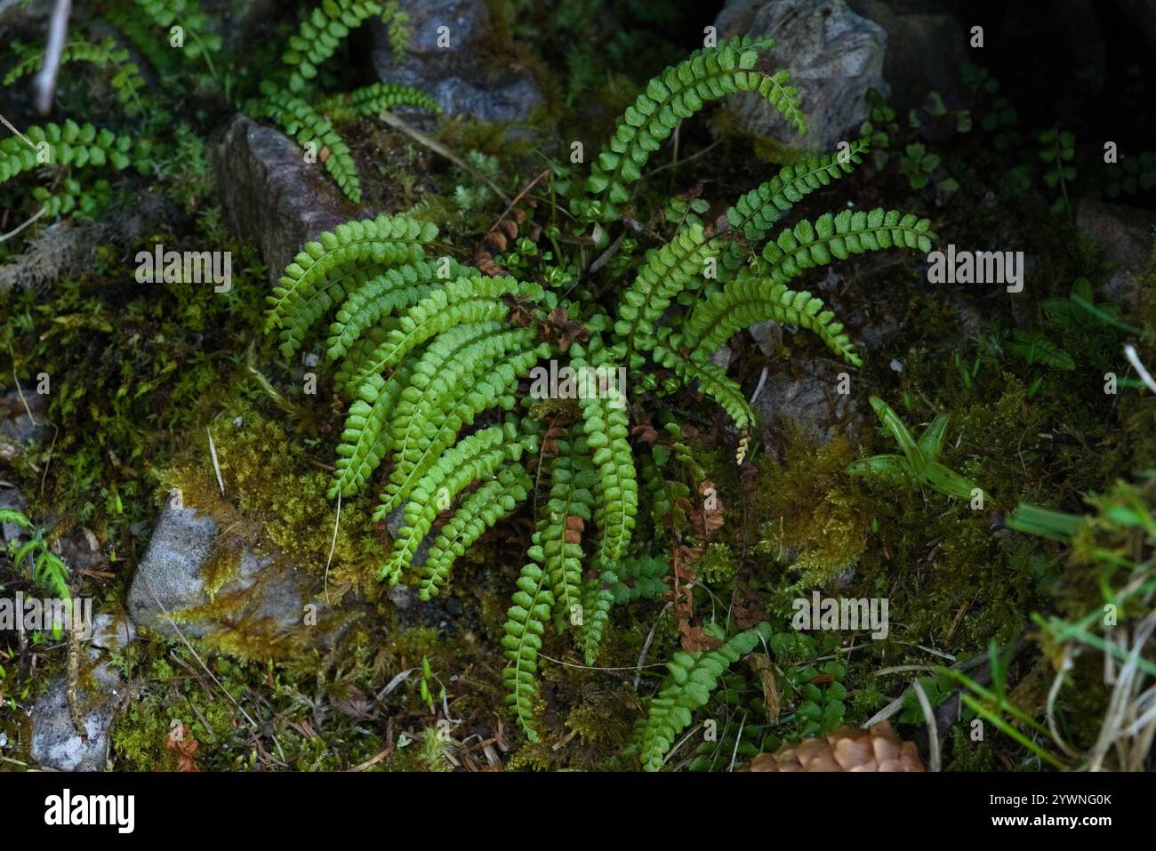 green spleenwort (Asplenium viride Stock Photo - Alamy